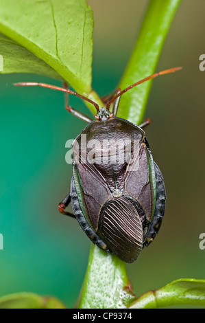 The bronze orange bug is a pest of citrus in Australia Stock Photo - Alamy