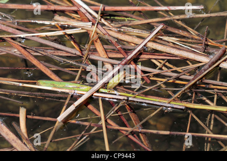 scenes of pollution in natural and disrespect to the ecology Stock ...