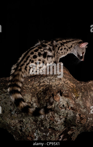 Common Genet (Genetta genetta) in Spain Stock Photo - Alamy