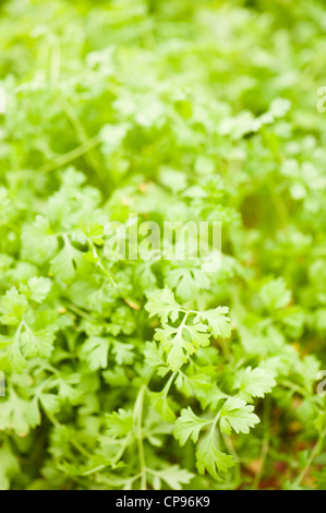 Cress Curly, Lepidium sativum Stock Photo - Alamy
