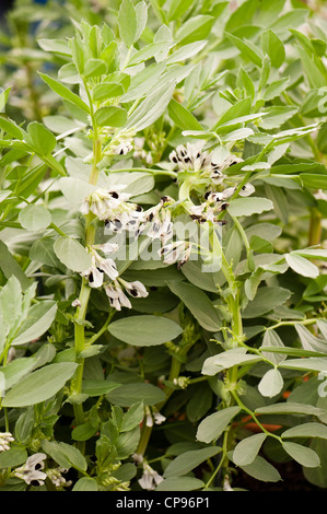 Dwarf broad bean plant The Sutton flowering in a plastic container ...