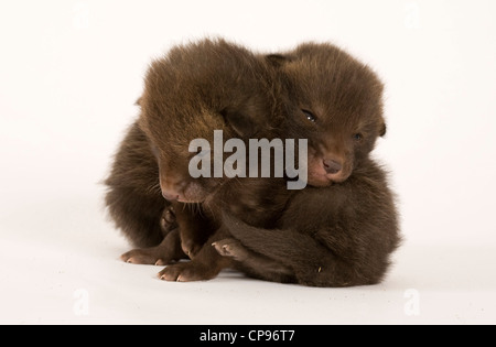 Red Fox, Two Cubs Stock Photo - Alamy
