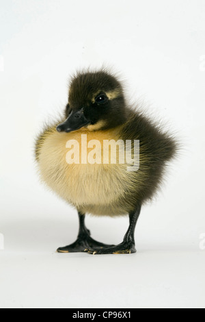 Duck Mallard Anas platyrhynchos anatidae standing on a rock near a pond ...