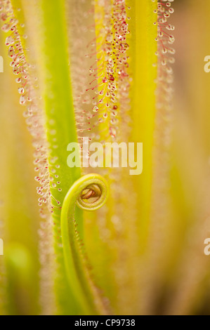 Drosera regia, the King Sundew Stock Photo - Alamy