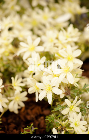 Clematis 'Pixie'. Evergreen spring flowering clematis Stock Photo - Alamy