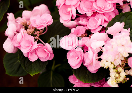 Hydrangea macrophylla 'Papillion' Stock Photo - Alamy