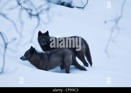 Two gray wolves play in the snow in Banff National Park, Alberta ...