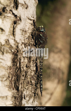 Flying Subarctic Hawker (Aeshna subarctica) seen head-on Stock Photo ...