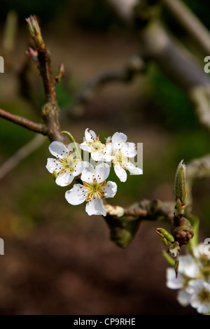 Pyrus Communis Pear Gorham tree flowers in blossom in April Stock Photo ...