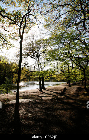 Queensmere Pond hidden among the trees in Wimbledon Common, Wimbledon ...