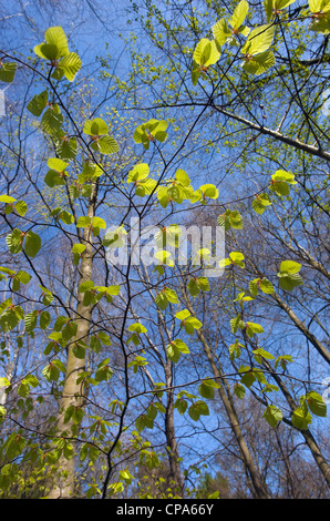 Beech (Fagus sylvatica) new leaves in Spring, UK, April Stock Photo - Alamy