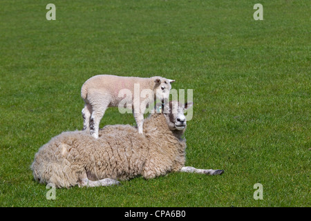 Lamb jumping on resting ewe in grass meadow Stock Photo - Alamy