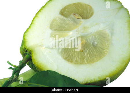 Half Cedrat Lemon White Background Stock Photo - Alamy