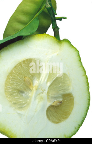 Half Cedrat Lemon White Background Stock Photo - Alamy