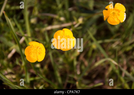 Meadow buttercups (Ranunculus acris) wild flowers growing in a field in ...