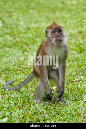 a small macaque monkey in penang malaysia Stock Photo - Alamy