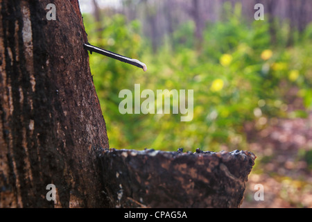 Collecting sap from trees to produce maple syrup. Traditional ...
