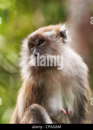 a small macaque monkey in penang malaysia Stock Photo - Alamy