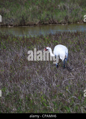 Whooping crane (Grus americana) Eating a snake it has captured, Aransas ...
