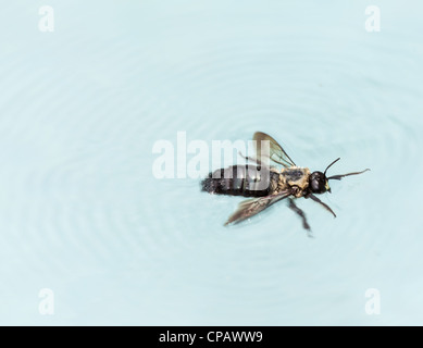 Insects are swimming in the pool Stock Photo - Alamy