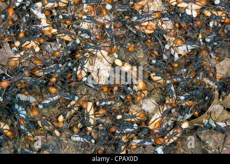 Swarm of army ants (Eciton rapax) moving their larvae and pupae to a ...