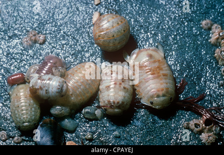 Isopod crustaceans (Sphaeroma serratum: Sphaeromatidae) under a stone ...