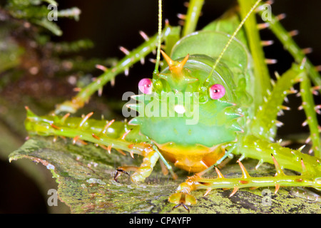 Spiny Devil Bush cricket (Panacanthus cuspidatus), Tiputini rain forest ...