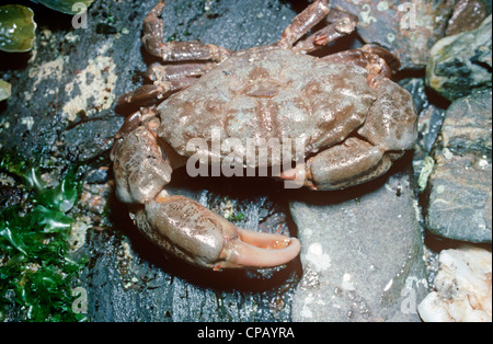 Furrowed crab (Xantho incisus: Xanthidae) on the lower shore UK Stock ...