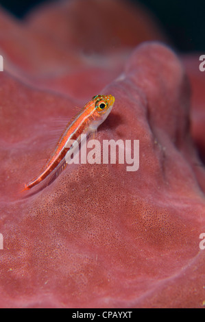 Pink eye goby in the Red Sea (Bryaninops natans Stock Photo - Alamy