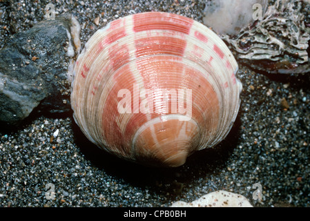 Striped Venus clam (Chamelea gallina: Veneridae) exposed alive on the ...