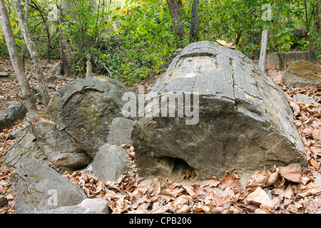 Pertrified tree trunks (Genus Araucarioxylon, upper Cretaceous) at ...