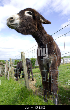 Donkey looking over gate in Bradfield Dale Peak District National Park ...