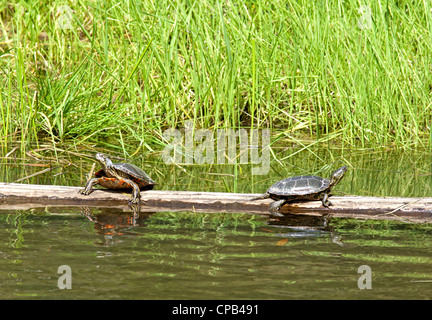 Turtles sunning at the pond Stock Photo - Alamy