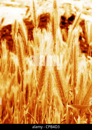 Rye field with golden ears and a dramatic cloudy sky Stock Photo - Alamy