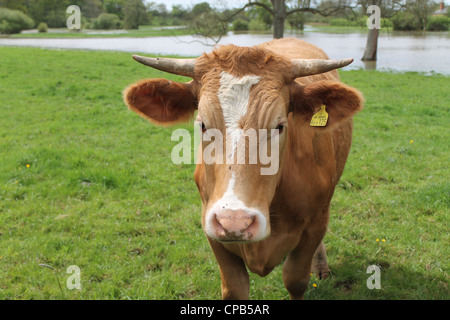A brown and white cow with horns and yellow ear tags stands in a grassy ...