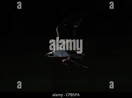 osprey, Pandion haliaetus flying around and with fish as prey on a pole ...