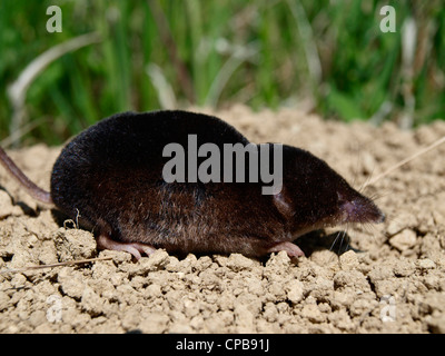 Common shrew mouse in the black plastic mouse trap on pink background ...