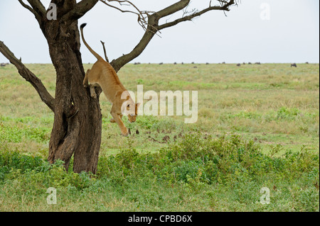 Lioness jumping down from a tree in Ndutu in Ngorongoro conservation ...