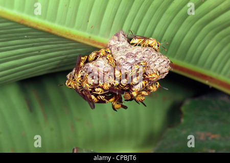 Tropical wasp nest under a leaf in the rainforest Stock Photo - Alamy