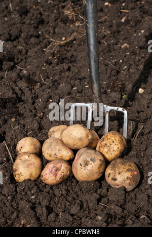 Cara potatoes with a garden fork Stock Photo - Alamy