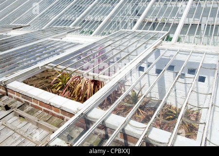 Pineapples growing in the Pineapple Pit at The Lost Gardens of Heligan ...