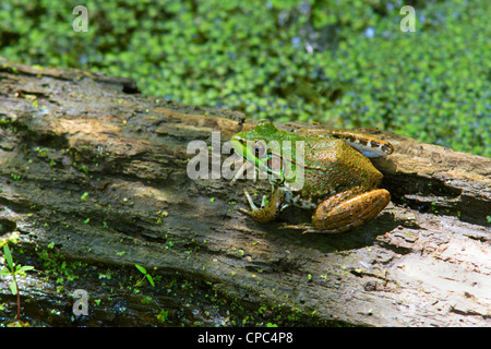 American Bullfrog (Rana catesbeiana) on a rock by a pond in Nanaimo ...