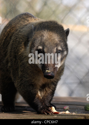 South American coati (Nasua nasua) or Ring-tailed coati standing on a ...