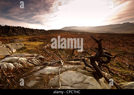 Moorland above Capelulo near the Conwy mountains by Maen Esgob looking ...