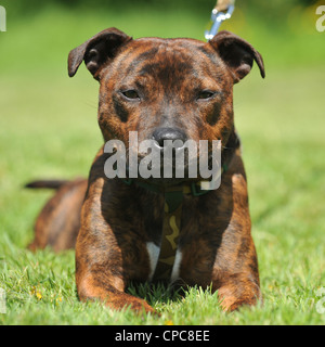 Staffordshire Bull Terrier dog lying down on a tarmac pavement. He is ...