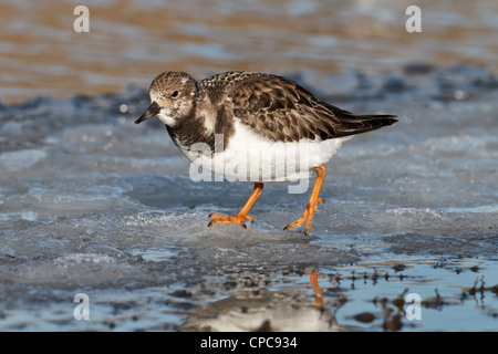 Turnstone - winter plumage Stock Photo - Alamy