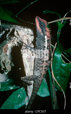 Mountain horned dragon / Pricklenape agama (Acanthosaura lepidogaster ...