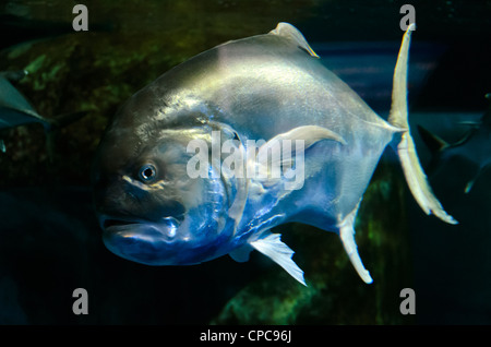 giant trevally, giant kingfish, lowly trevally, barrier trevally ...