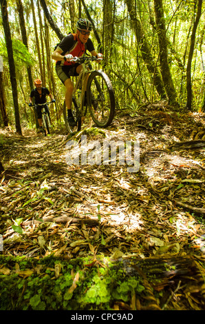 Mountain biking in Pureora Forest Park, North Island, New Zealand Stock ...