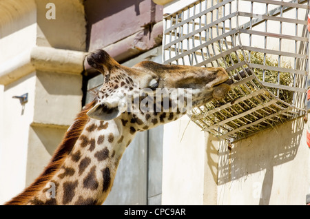 giraffe eating hay Stock Photo - Alamy